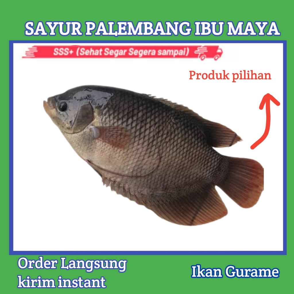 Jual Ikan Gurame Gurami Segar 1 ekor - Sayur palembang | Shopee Indonesia