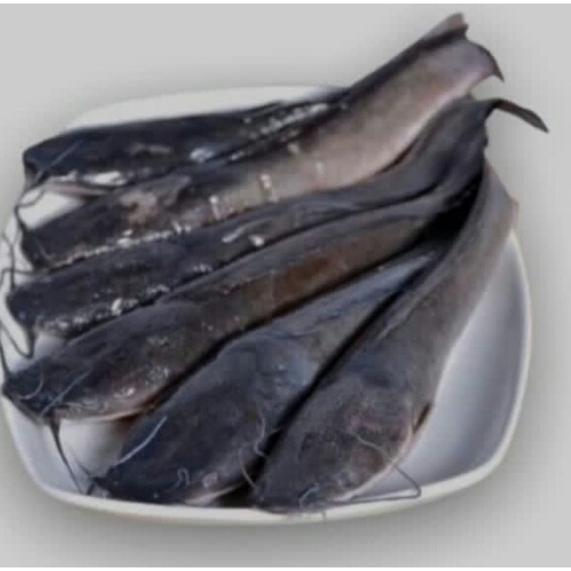 Jual ikan lele segar 1 kg ( isi 8 ekor ) | Shopee Indonesia