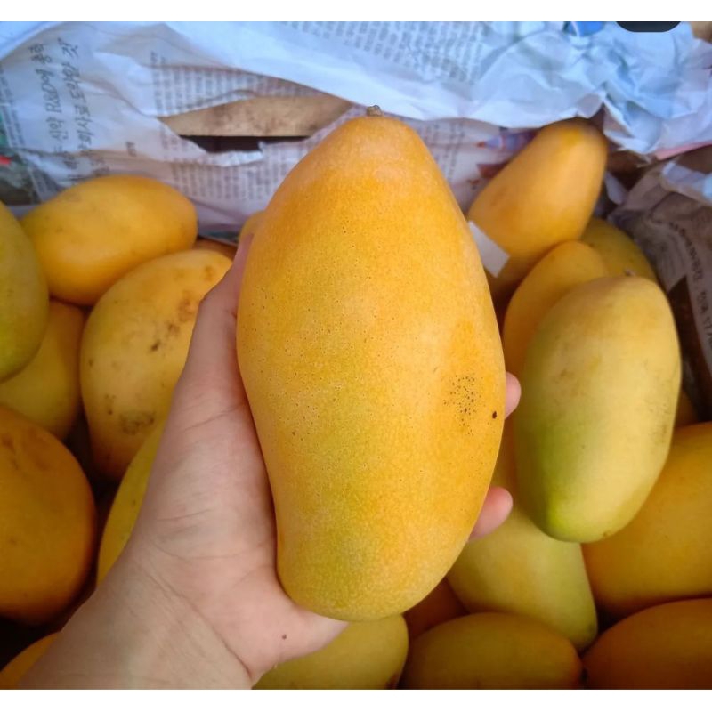 Jual Mangga Thailand Namdokmai | Mangga Susu Thailand 1 Kg | Shopee ...