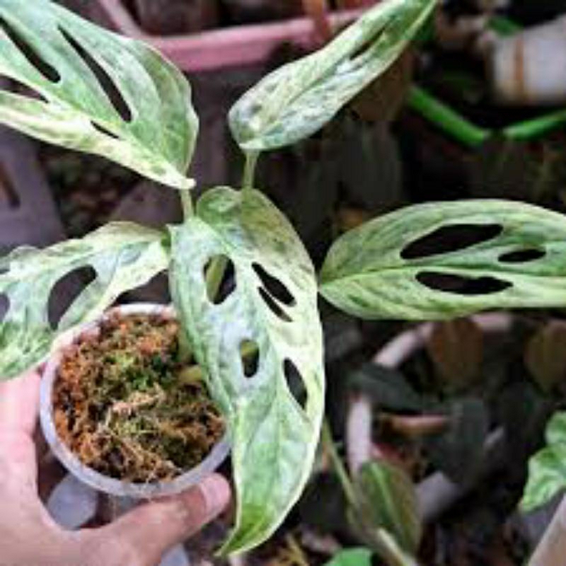 Jual Monstera janda bolong VARIEGATA local monstera janda bolong ...