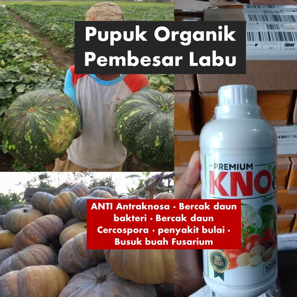 Jual Budidaya Labu Super: Tingkatkan Produksi dan Ukuran dengan Pupuk ...