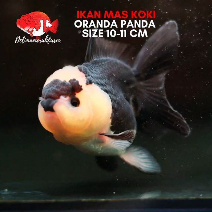 Jual Ikan Mas Koki Oranda Panda size 10-11 Lucu Free Pelet | Shopee ...