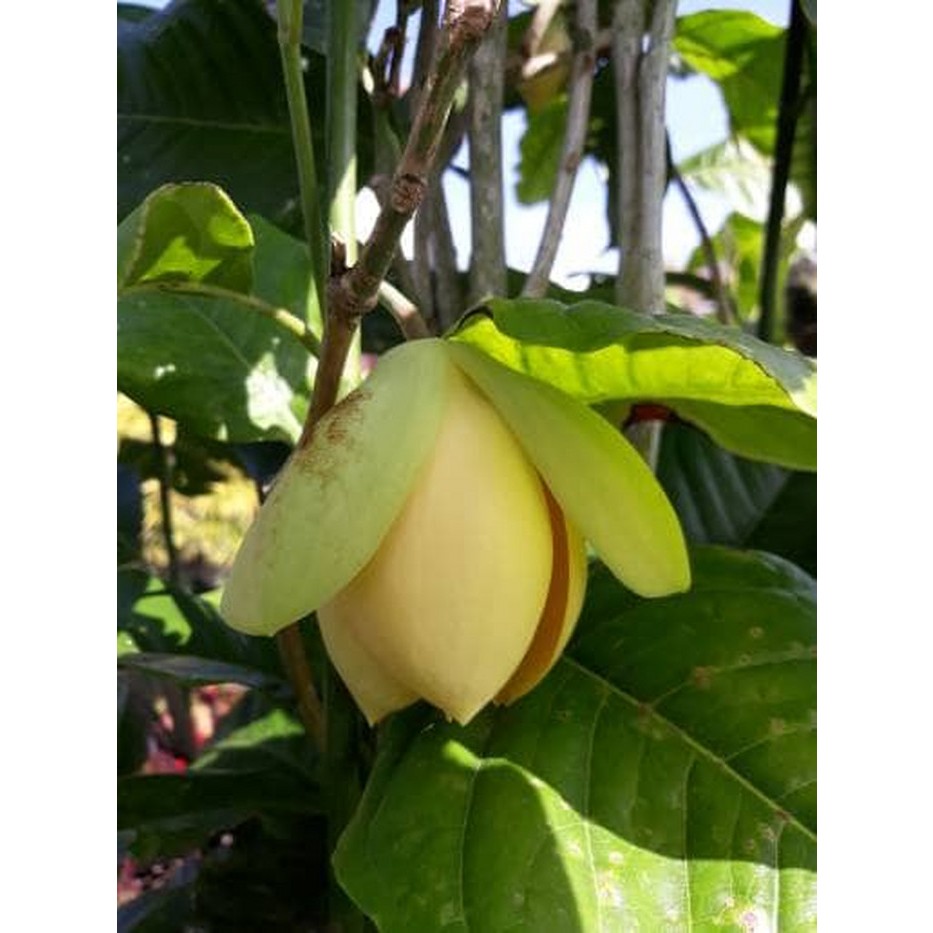 Jual indukan Tanaman Cempaka Gondok Kuning Kuncup (Magnolia liliifera ...