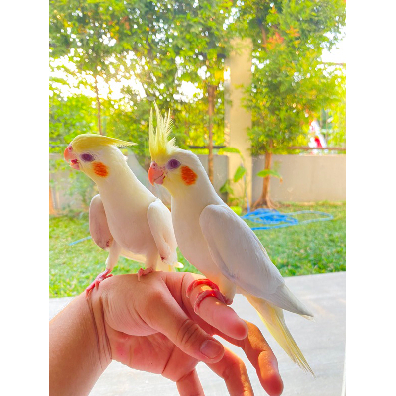 Jual BURUNG PARKIT AUSTRALIA FALK COCKATIEL JINAK | Shopee Indonesia