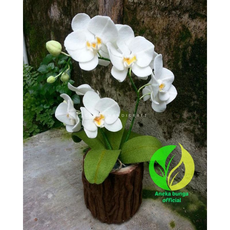 Jual Anggrek bulan dewasa bunga putih / pohon anggrek bulan sudah ...