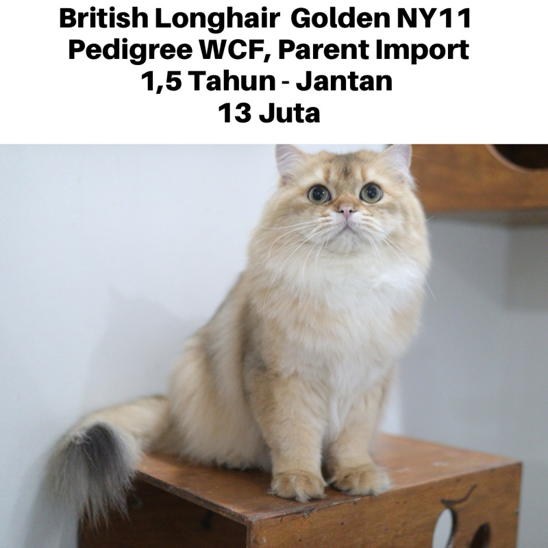 Jual British Longhair Golden Jantan Dewasa Kucing British Longhair ...