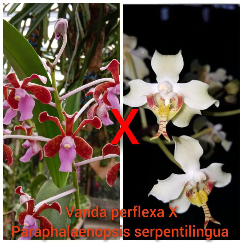 Jual Vanda perflexa X Paraphalaenopsis serpentilingua | Shopee Indonesia