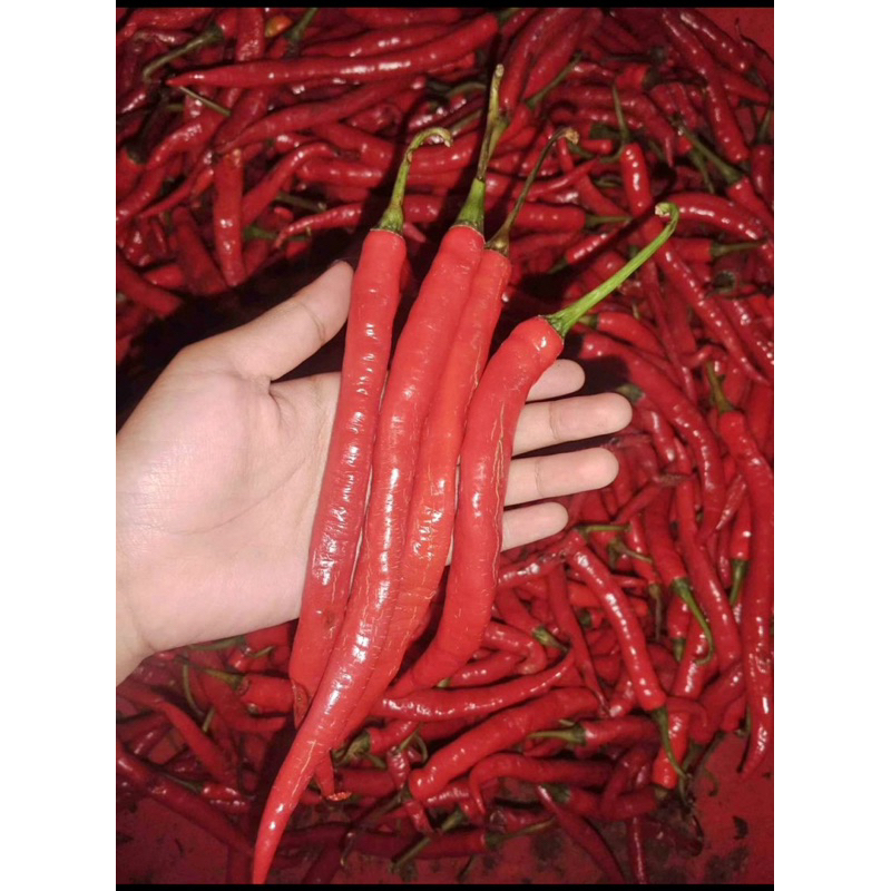Jual Cabe Cabai Besar Merah 1 kg 1000 gram TW gak pedas | Shopee Indonesia