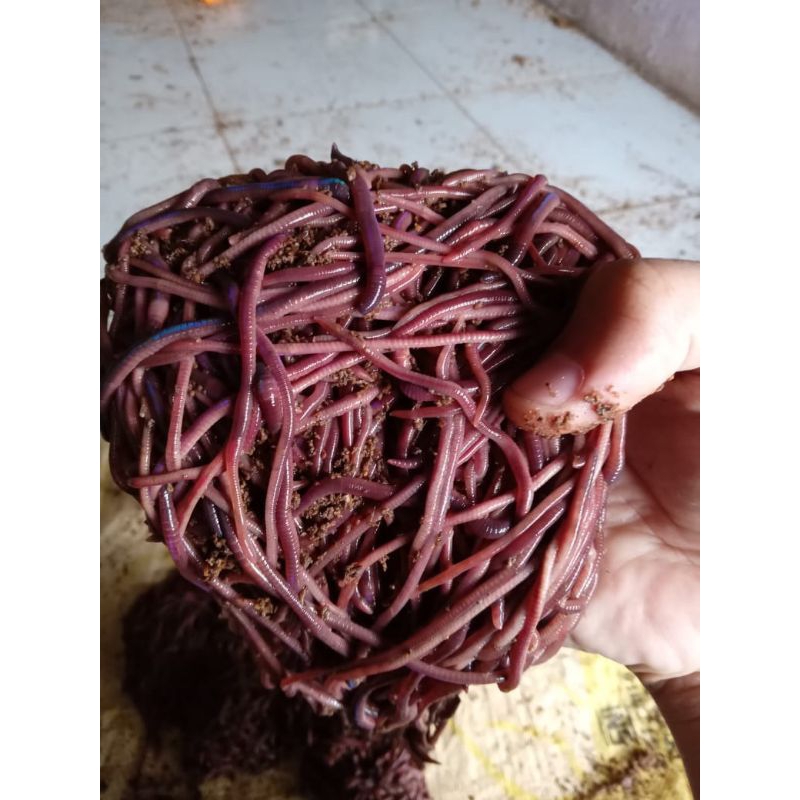 Jual Cacing Tanah LUMBRICUS, ANC, dan TIGER / Cacing Tanah ANC/ Cacing ...