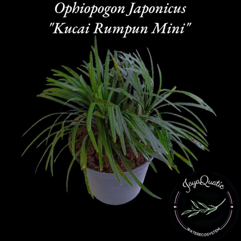 Jual Kucai Rumput Mini "Ophiopogon Japonicus" - Tanaman Hias Terrarium ...