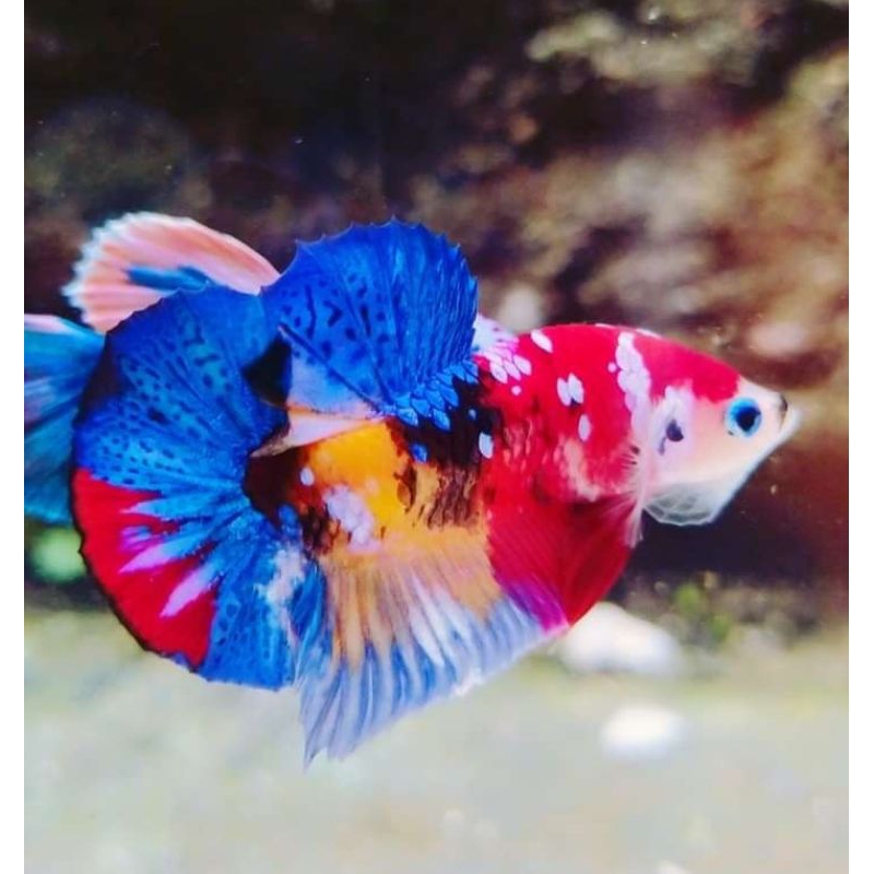 Jual IKAN_HIAS_CUPANG_NEMO_MULTICOLOR_GALAKSI | Shopee Indonesia