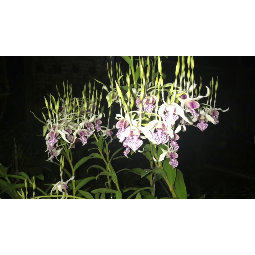 Jual Anggrek Dendrobium Stratiotes Pra Dewasa | Shopee Indonesia
