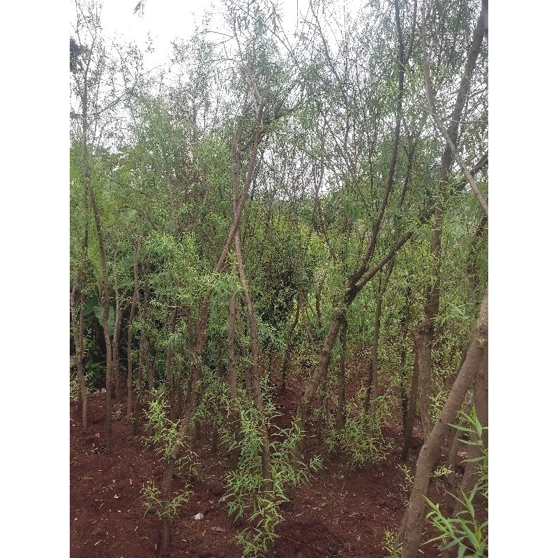 Jual pohon liang liu/janda merana tinggi 4 meter | Shopee Indonesia