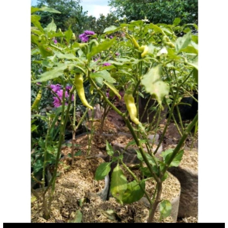 Jual POHON CABAI DOMBA MERAH// CABAI KUNING//POHON CABAI | Shopee Indonesia