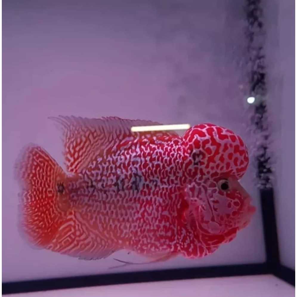 Jual LOUHAN CENCU X KAMFA UKURAN 3-5 CM BELI 4 GRATIS 1 /IKAN LOUHAN ...