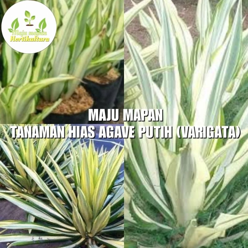 Jual TANAMAN HIAS AGAVE PUTIH SUPER (VARIGATA) | Shopee Indonesia