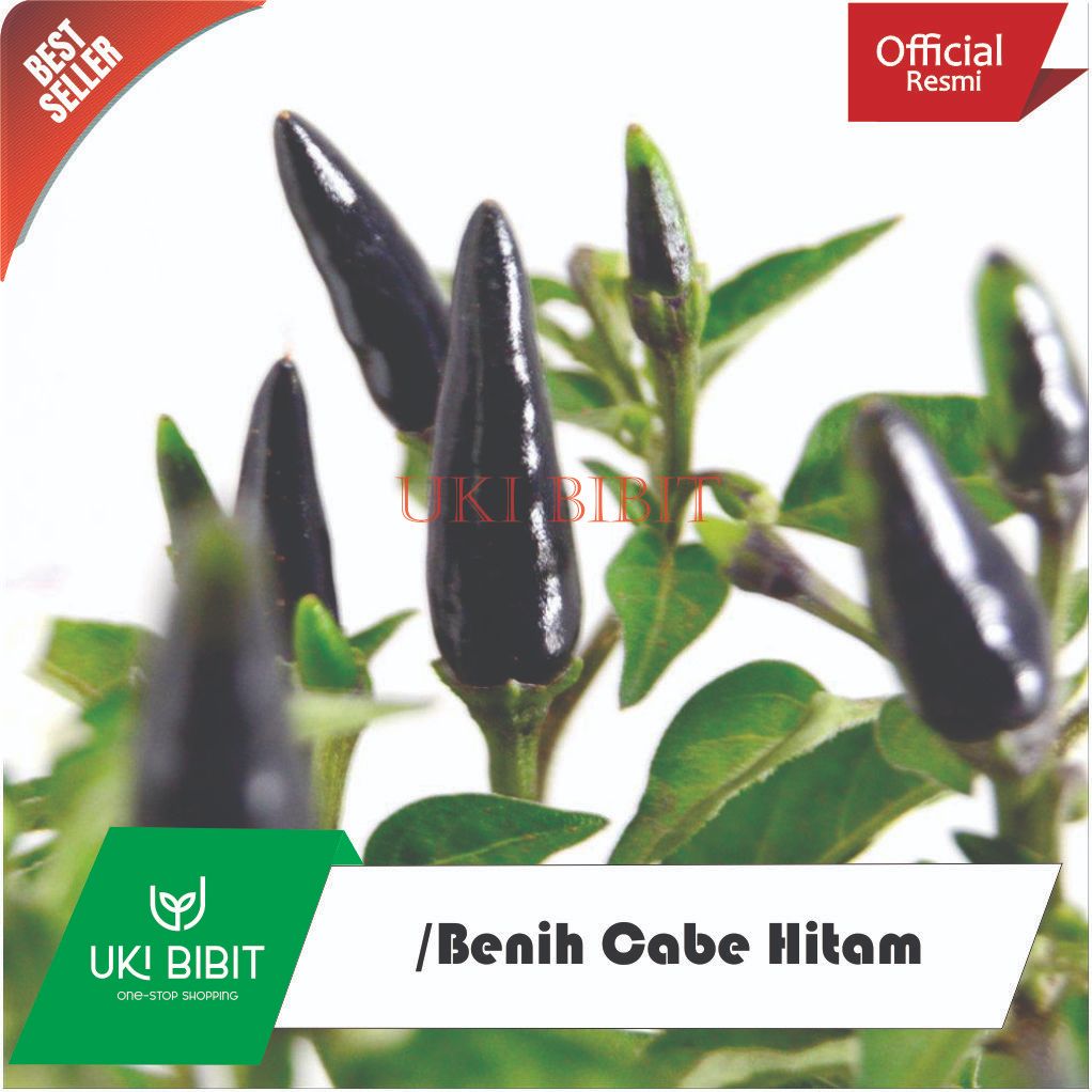 Jual ( 10 Butir ) Benih Biji Cabe Hitam | Black Pepper | Cabe Hias ...