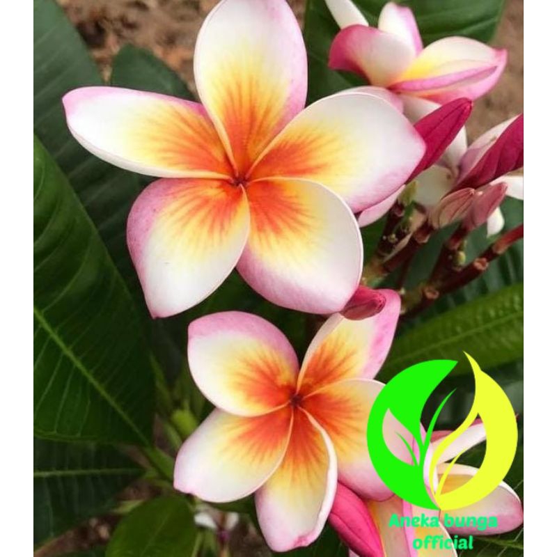 Jual tanaman Kamboja Bali ukuran tinggi ±1 meter white golden sudah ber ...