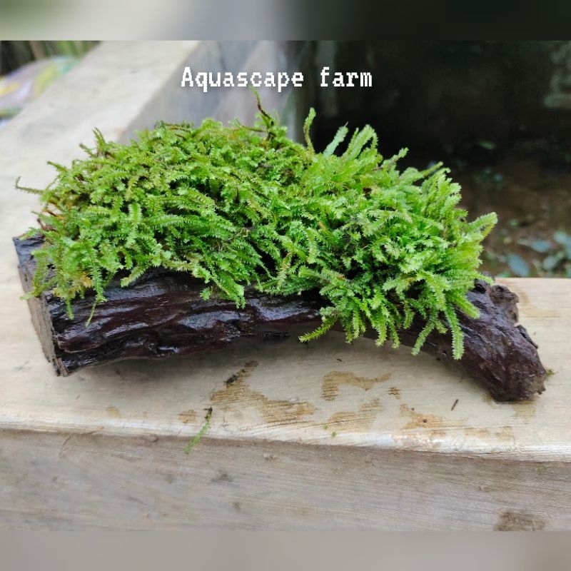 Jual hardscape kayu rentek full Moss tanaman aquascape/paludarium ...