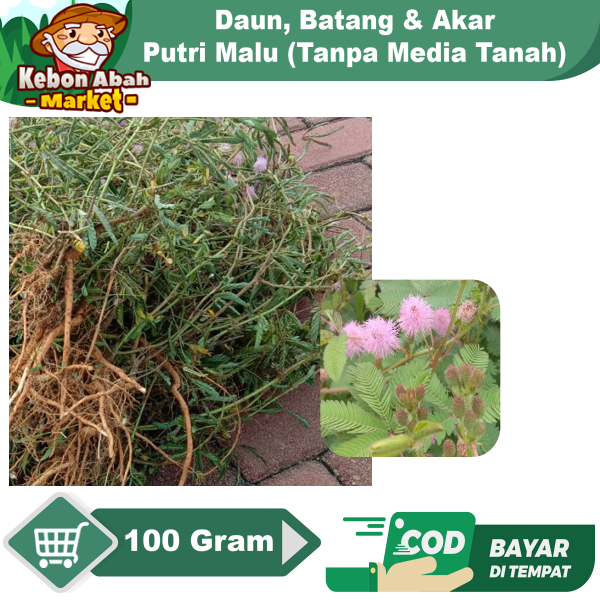 Jual Putri malu (Tanpa Media Tanah ) Bisa COD segar tanaman putrimalu tanaman herbal 100gram ...