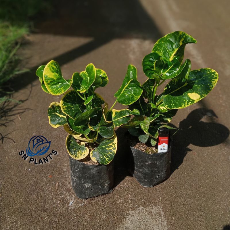 Jual tanaman hias puring apel yellow giant.(batang ORI) | Shopee Indonesia