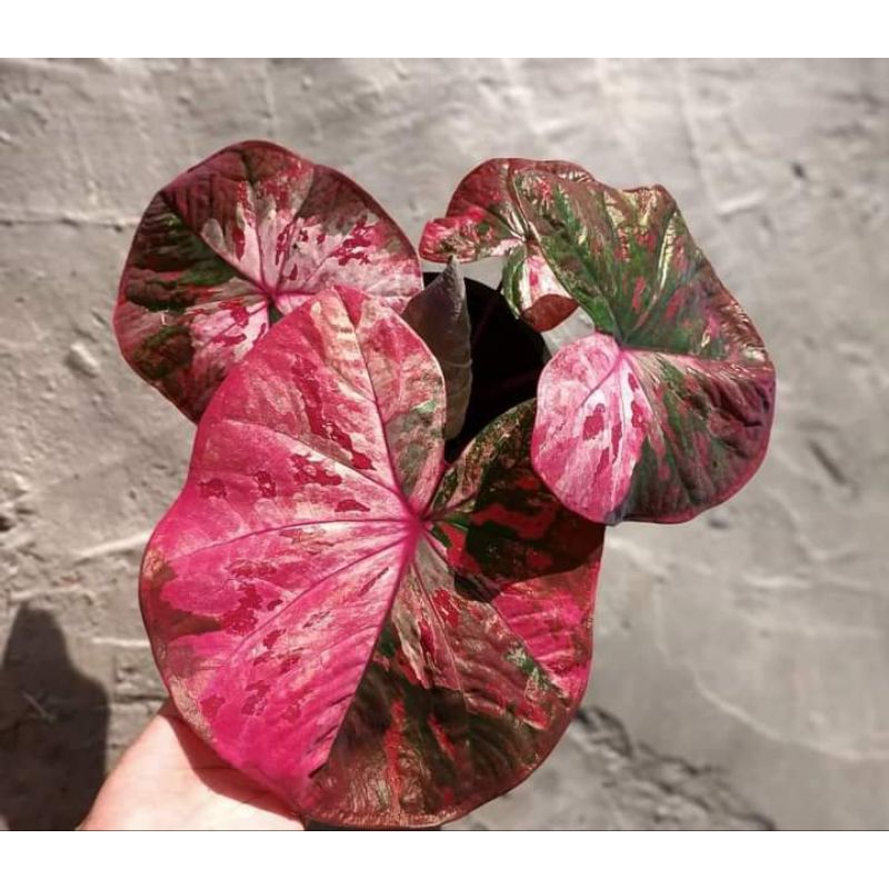 Jual Bibit Caladium Rose, Thai Series | Shopee Indonesia