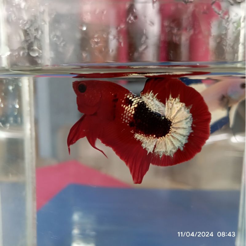 Jual PK FCCP RED HEAD STARTAIL (TOP GRADE) | Shopee Indonesia