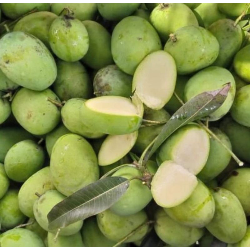 Jual Buah Mangga Rujak Fresh 1kg | Shopee Indonesia