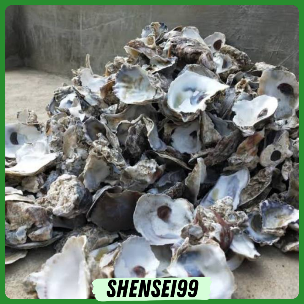 Jual oyster Shell kulit kerang penstabil pH air kolam akuarium ikan koi ...