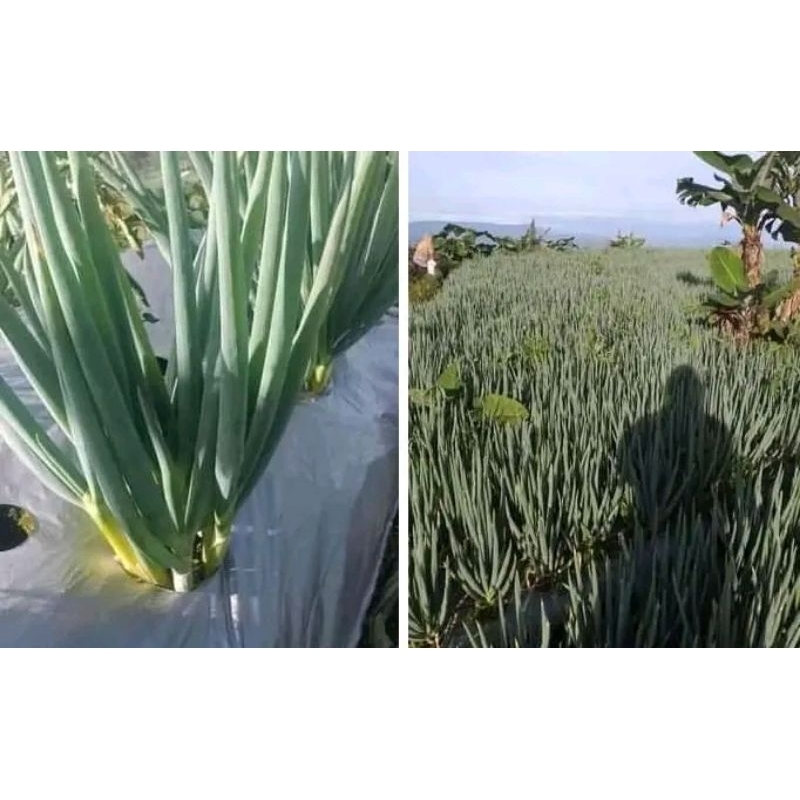 Jual daun bawang / loncang segar 1 kg | Shopee Indonesia