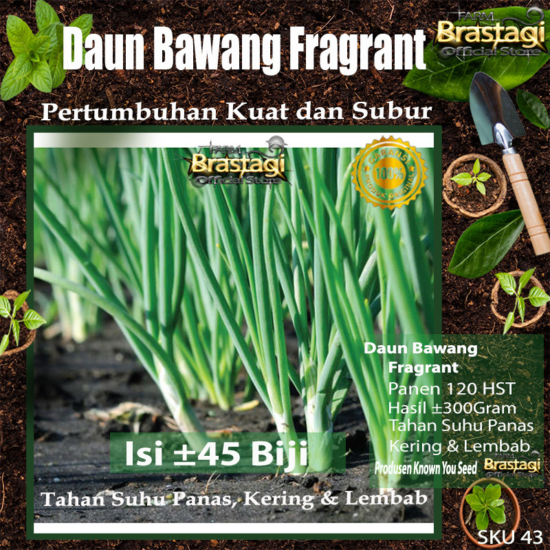 Jual FBTG - 45 Benih Daun Bawang F1 Fragrant Sayuran Loncang Unggul ...