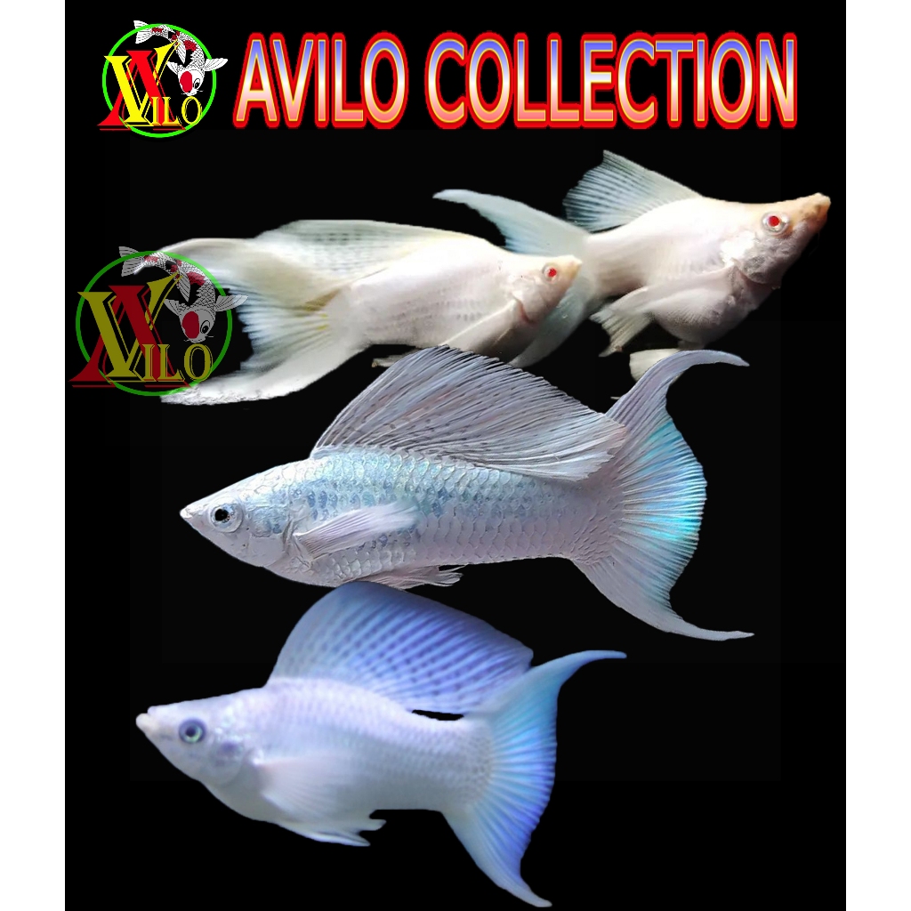 Jual ikan hias aquascape molly moli cagak platinum badan panjang size ...