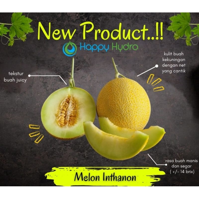 Jual Melon Inthanon / Melon Super Sweet / PER BUAH KURLEB 1kg-1.5kg ...