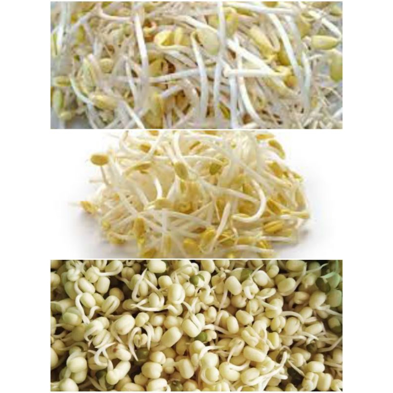 Jual Sayur toge, toge kedelai ,toge sotoisi 250gram,500gram | Shopee ...