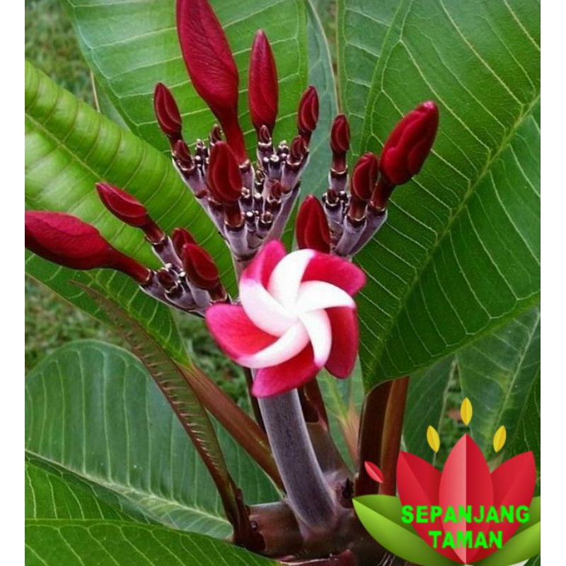 Jual Tanaman Hias Kamboja Bali Bunga Red Twister Tinggi ± 1 Meter ...
