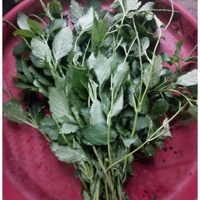 Jual Daun Pecut Kuda Segar atau Centella asiatica / Daun Jarong Segar ...