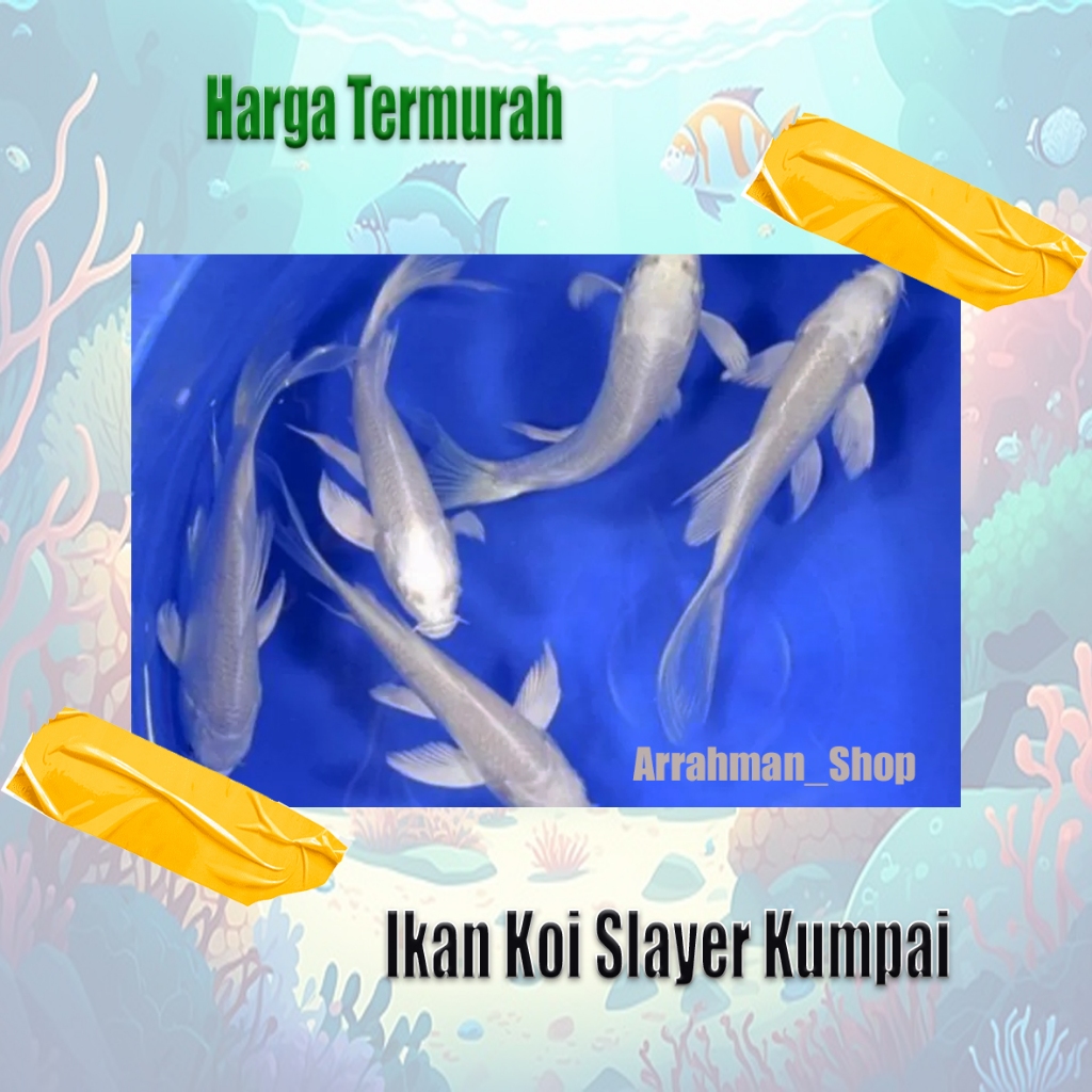 Jual ikan mas koi slayer kumpay Metalik dan Platinum ikan mas koi ...
