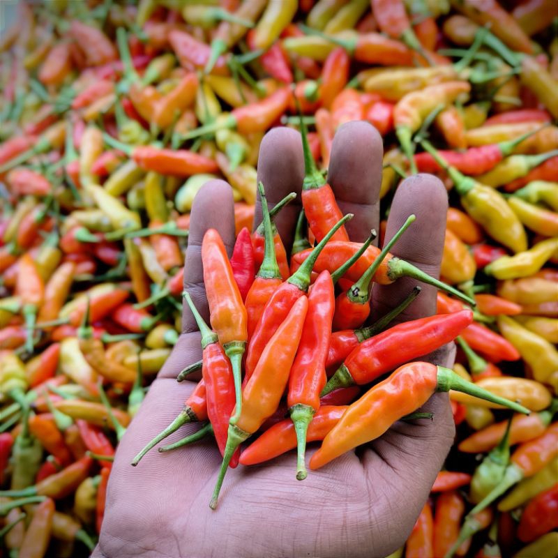Jual Cabe Cabai Lombok Rawit Merah Ori 100gram 250gram 500gram 1kg ...