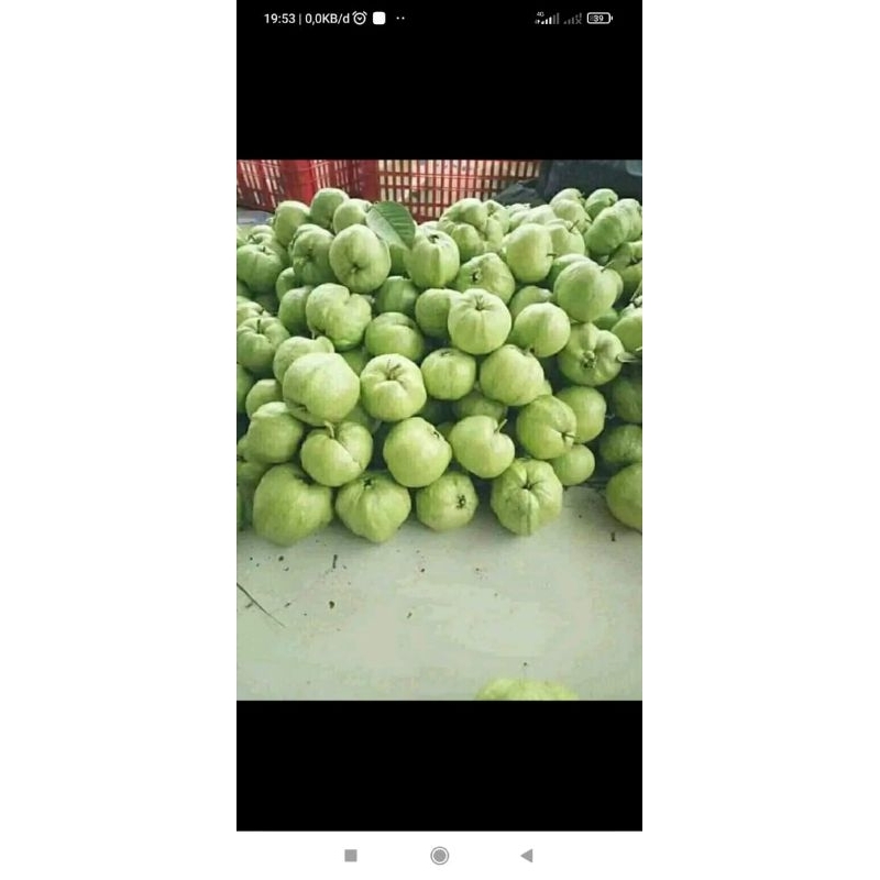 Jual jambu kristal 1kg + bumbu rujak | Shopee Indonesia