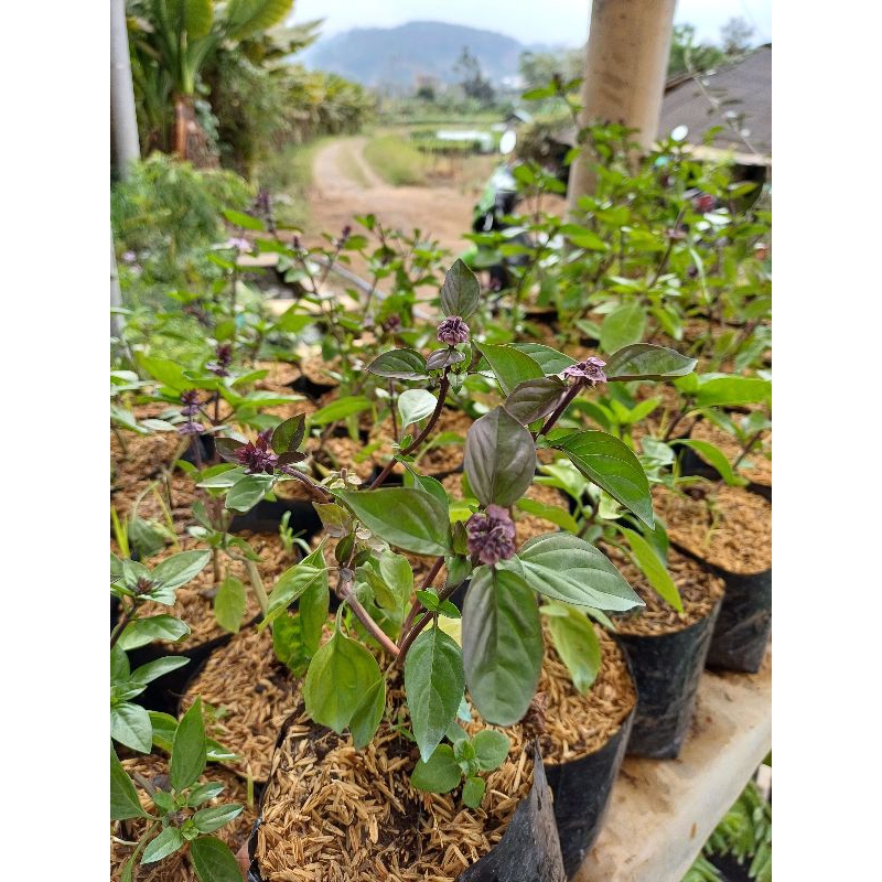 Jual Tanaman Herbal Daun Basil / Thai Basil / Rempah - Rempah | Shopee ...