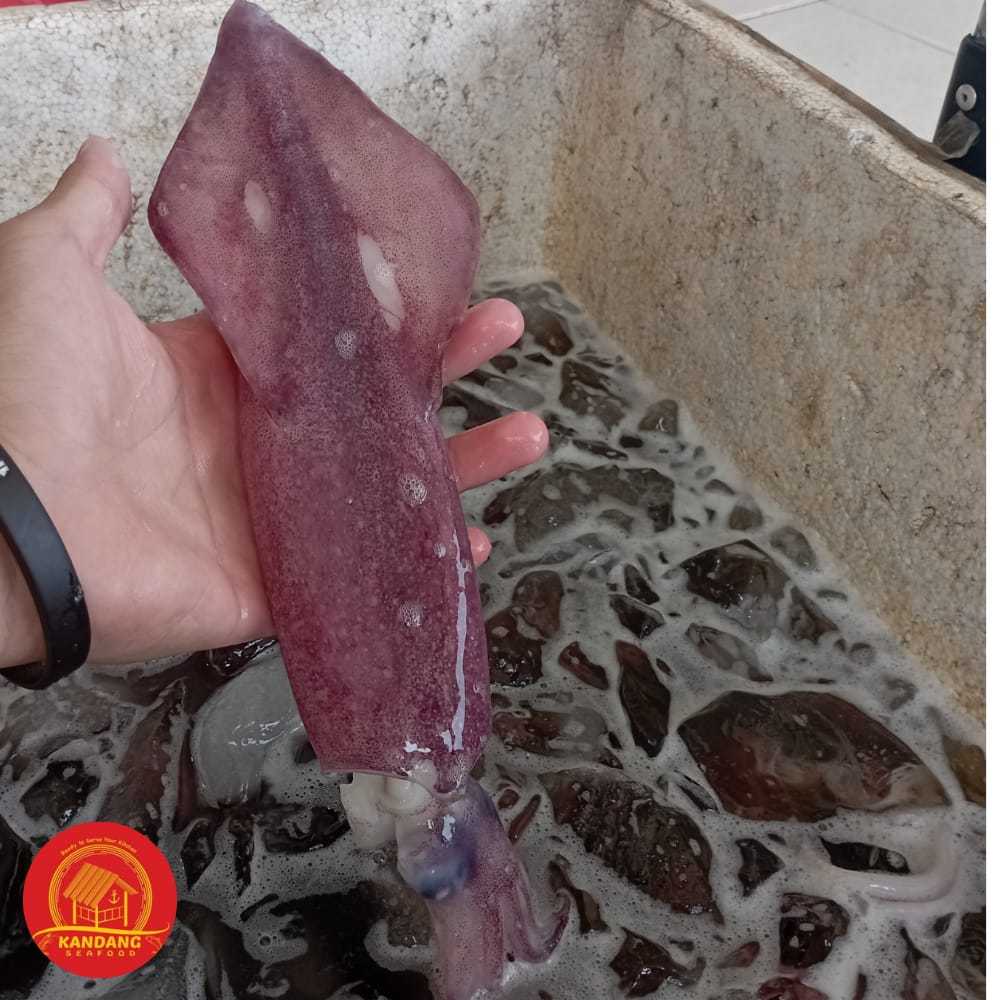 Jual Cumi Utuh Fresh / Jumbo / Segar | Shopee Indonesia