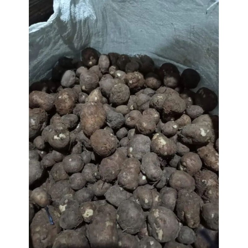 Jual kentang kleci atau kentang hitam kecil fress 1kg | Shopee Indonesia