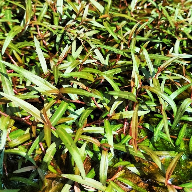 Jual Persicaria sp. Sao Paulo Tanaman Aquascape 10 Batang | Shopee ...