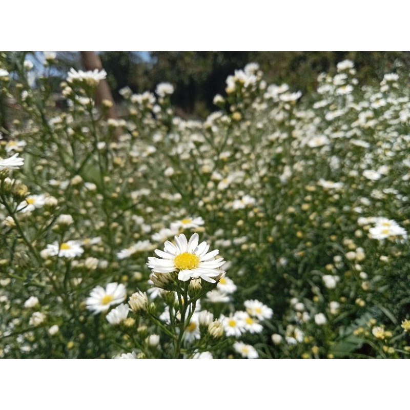 Jual Bunga Potong PIKOK PUTIH per ikat 10 batang | Shopee Indonesia