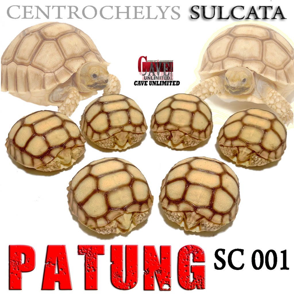 Jual SC001 REPLIKA PATUNG HIASAN PAJANGAN KURA SULCATA BABY KURA KURA DARAT TORTOISE TORTO ...
