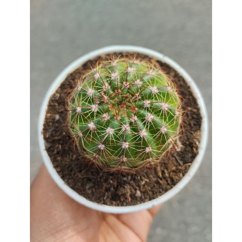 Jual Kaktus Unik Mini / Notocactus Parodia Ottonis | Shopee Indonesia