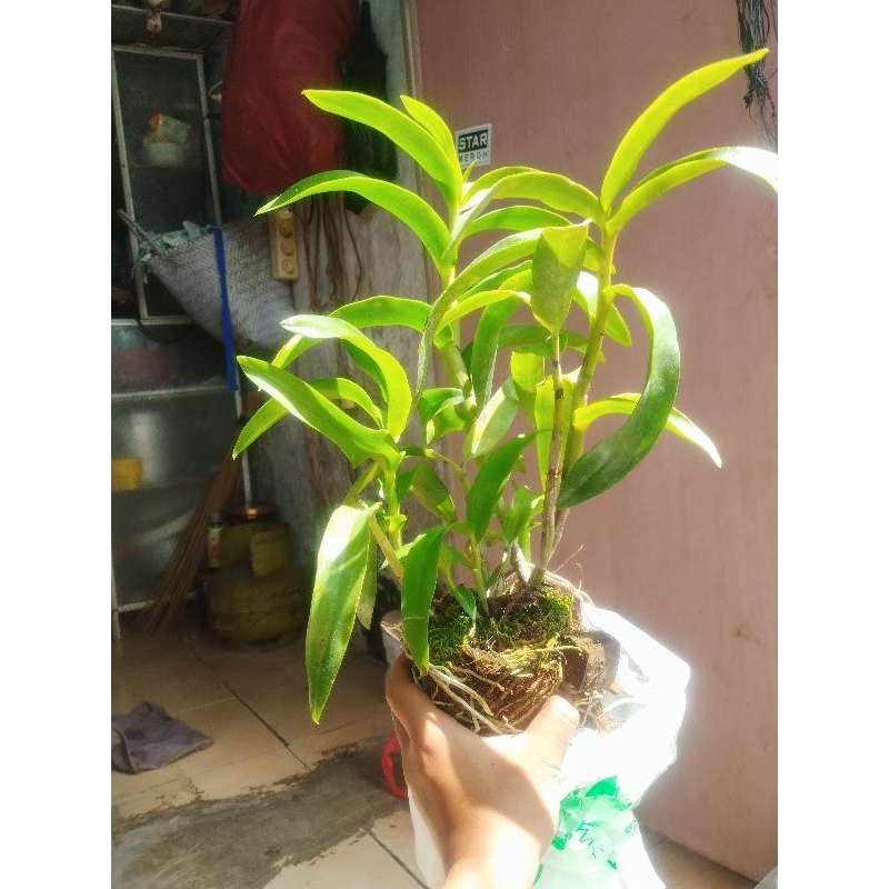 Jual Promo Anggrek Dendrobium Stratiotes Alba | Shopee Indonesia