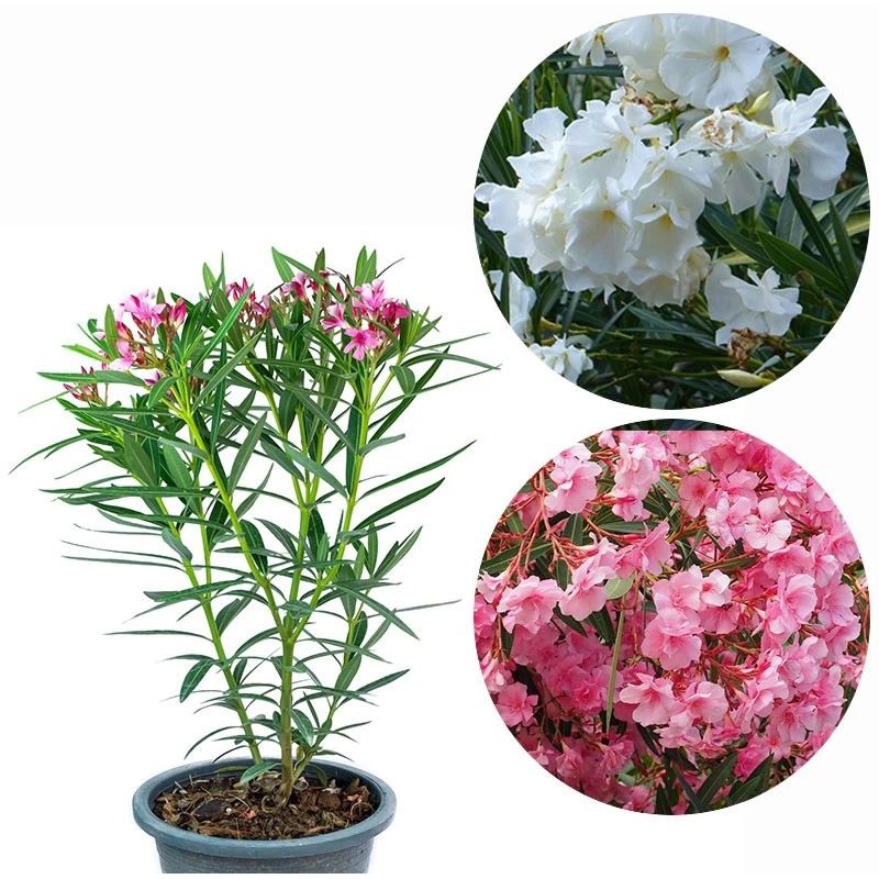 Jual TANAMAN HIAS NERIUM OLEANDER BUNGA MENTEGA | Shopee Indonesia