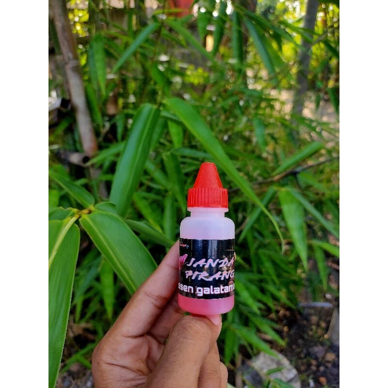 Jual essen janda pirang by reva fishing | Shopee Indonesia