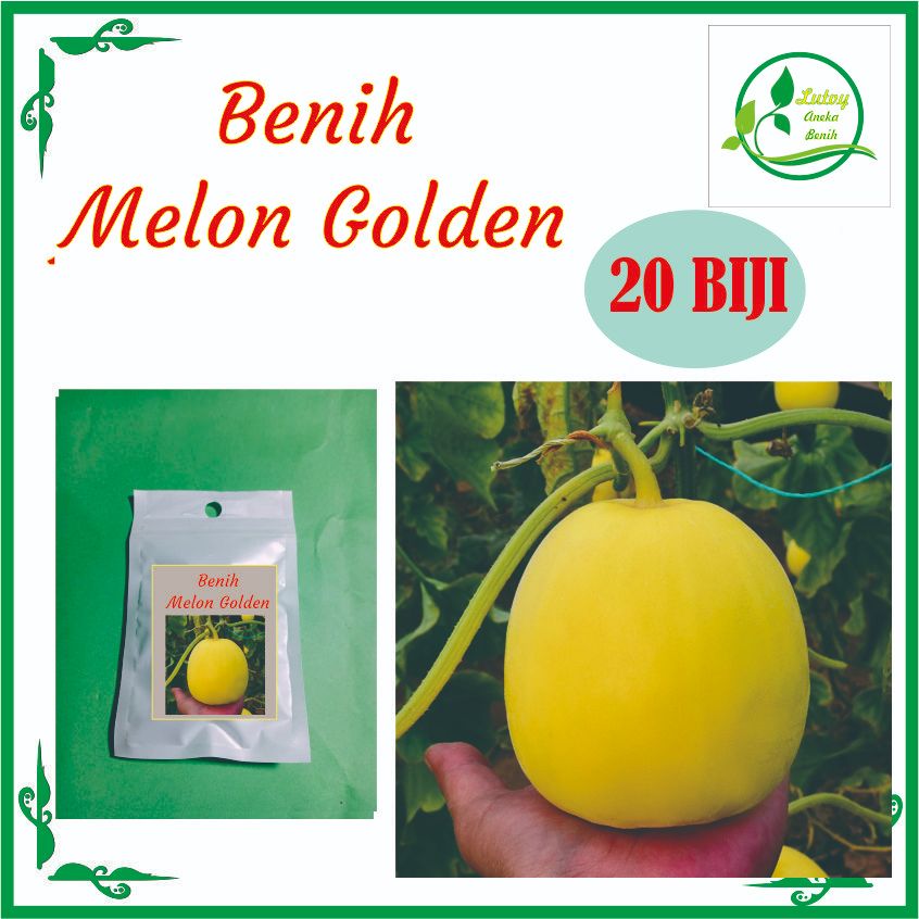 Jual BENIH MELON GOLDEN ISI 20 BIJI | Shopee Indonesia